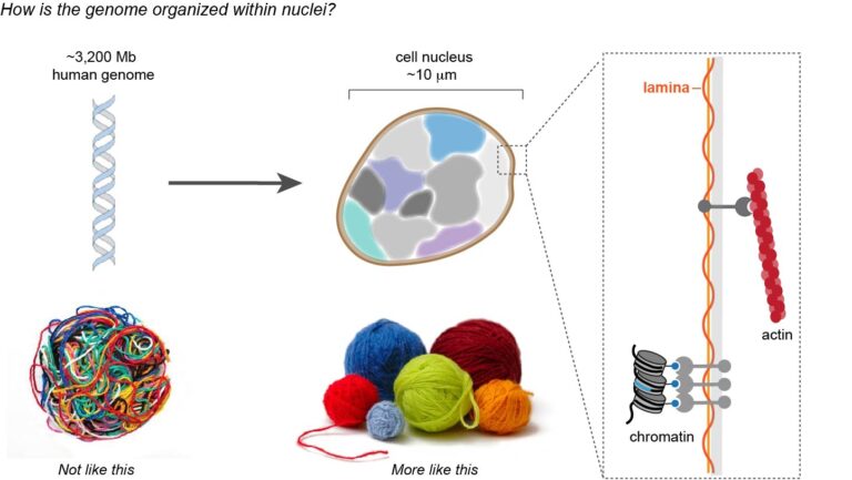 Buchwalter Lab – Building and maintaining the nucleus over a lifetime
